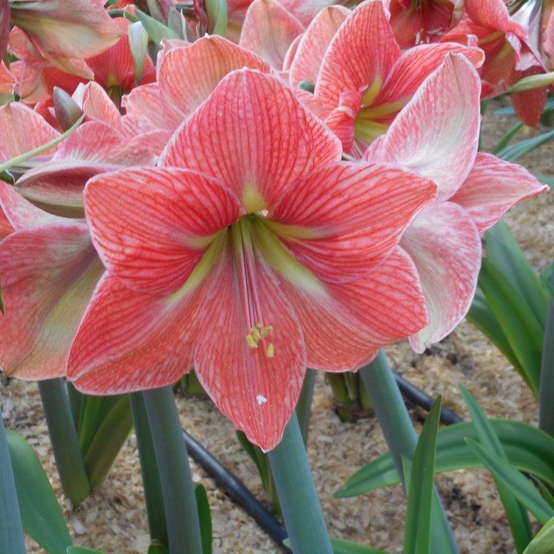Hippeastrum 'Terra Cotta Star'®