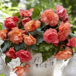 Begonia 'Cascade Odorosa Red Sunset'