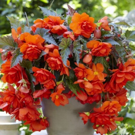 Begonia 'Illumination Orange'
