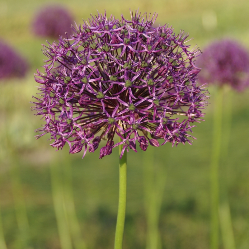 Allium altissimum 'Goliath'