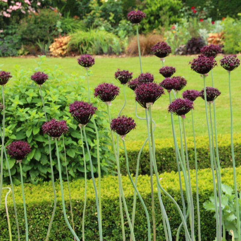 Allium atropurpureum