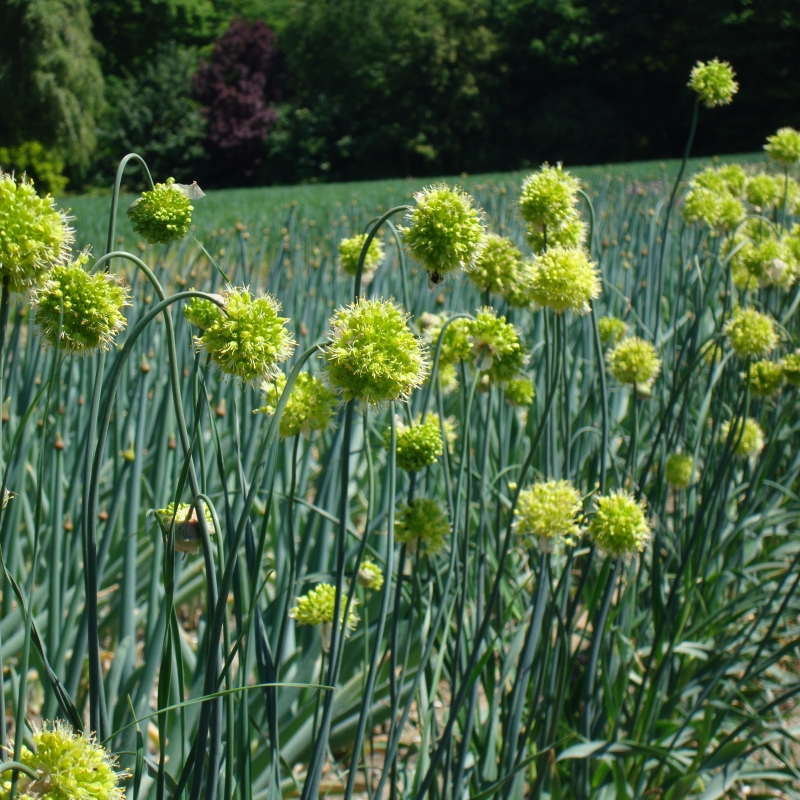 Allium obliquum