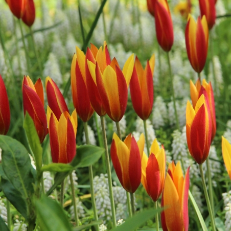 Tulipa clusiana var chrysantha 'Tubergens Gem'