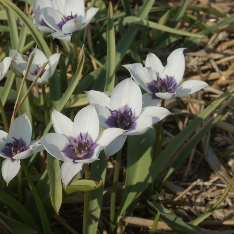 Tulipa humilis v. pulch. 'Alba Coerulea Oculata'
