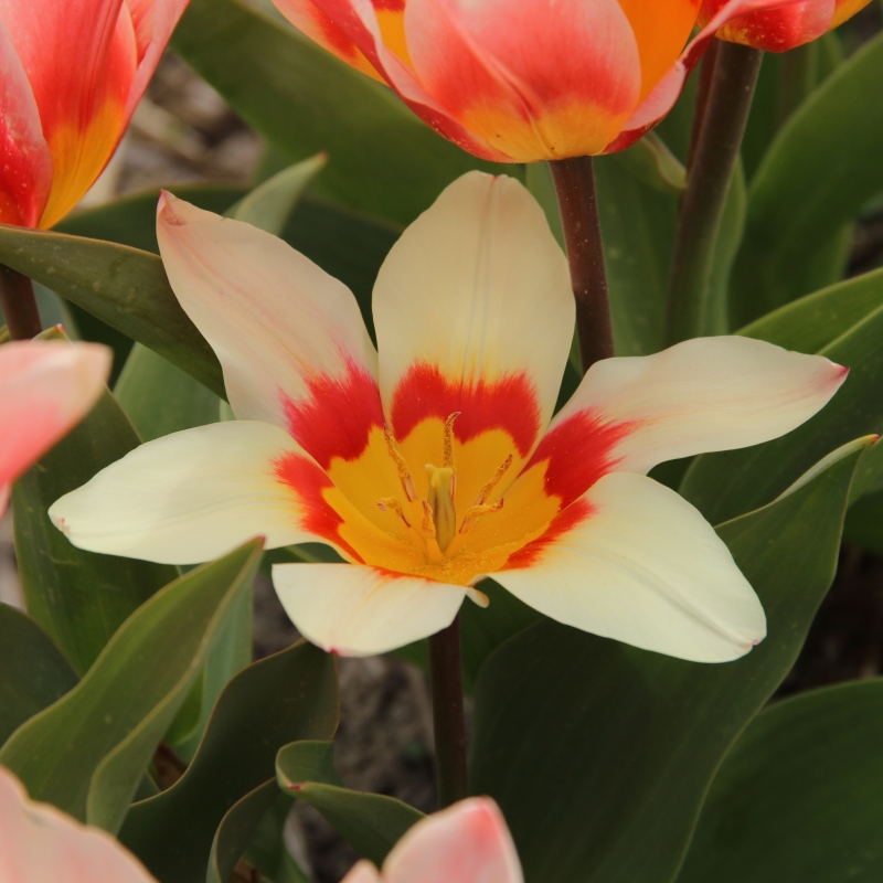 Tulips, Fosteriana (1)