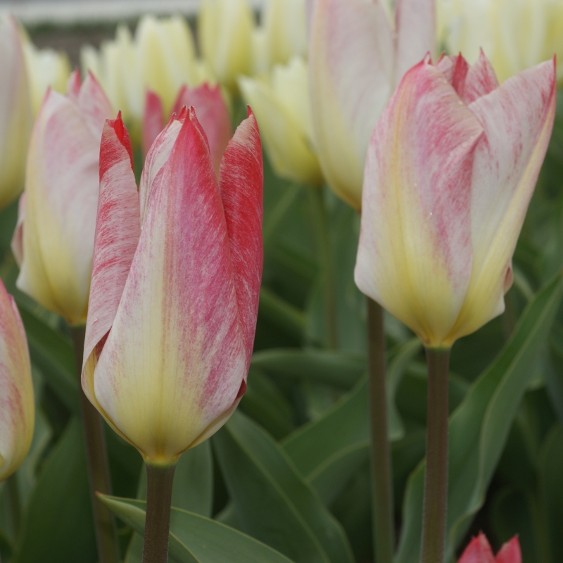 Tulipa 'Flaming Purissima'