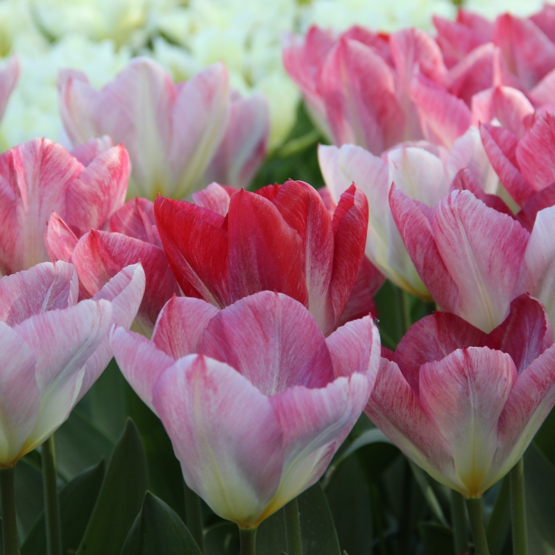 Tulipa 'Flaming Purissima'
